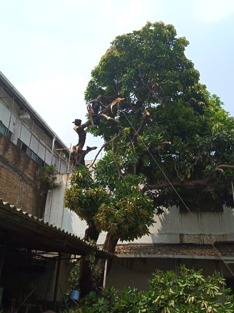 Jasa Tebang Pohon Jakarta Jasa Potong Pohon Jakarta Dan Sekitarnya Jasa
