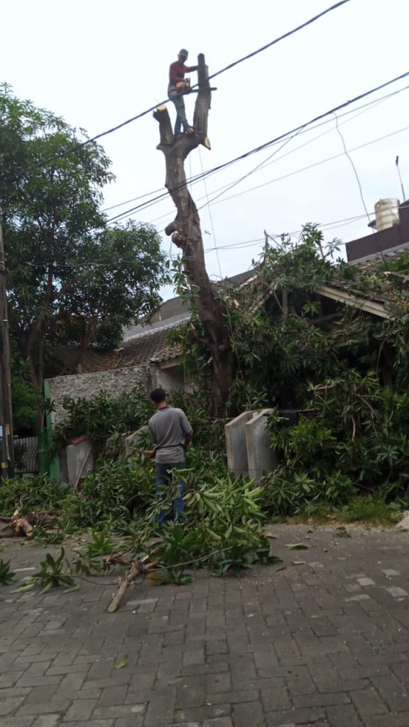 Jasa Tebang Pohon Jakarta Jasa Tebang Pohon Jakarta Timur Jasa Tebang