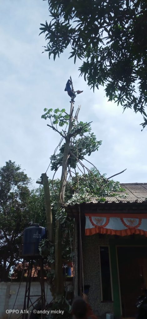 Jasa Tebang Pohon Termurah Surakarta Spesialis Ahli Tebang Pohon